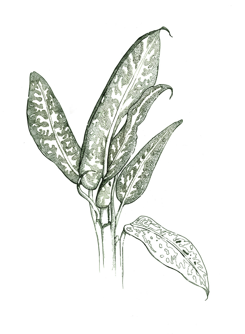 ArtStation - Stippling Plant