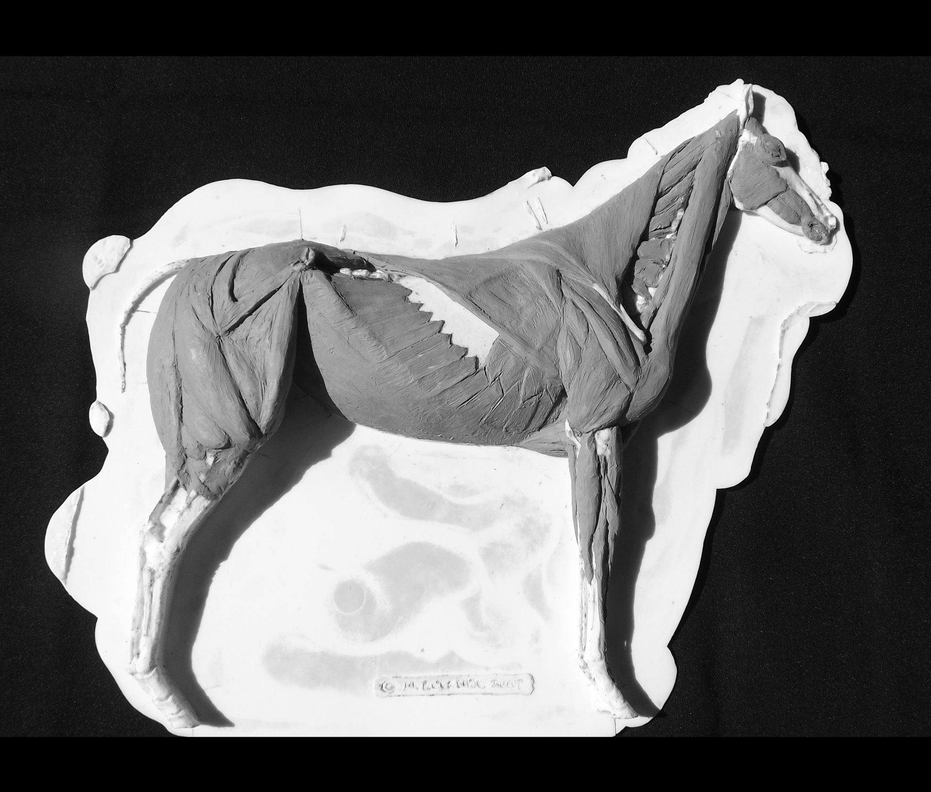ArtStation - Traditional Horse Ecorche