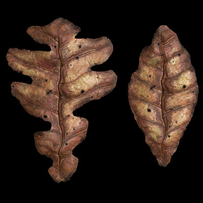 ArtStation - Substance - Procedural Leaf generator