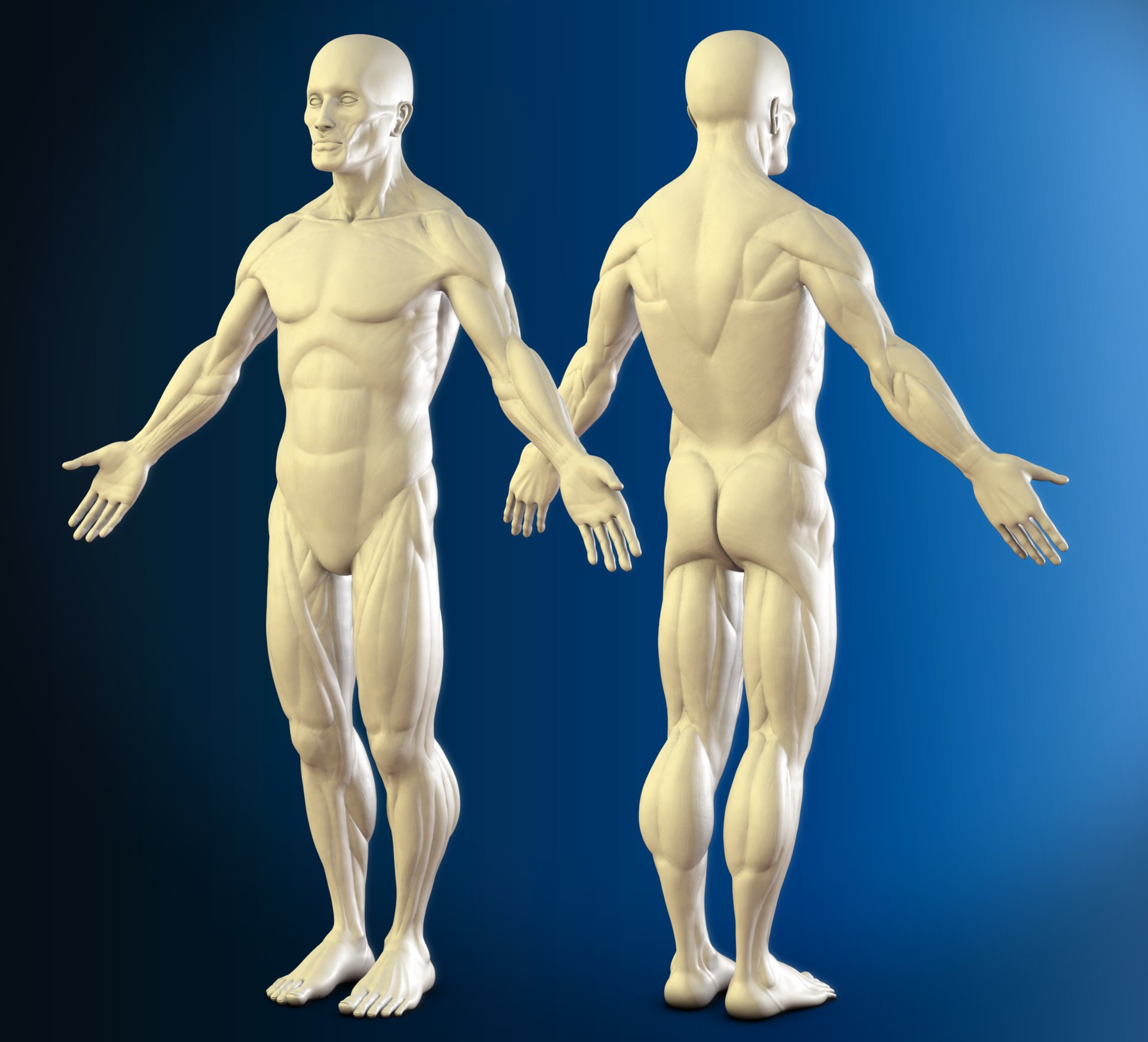 ArtStation - Ecorche Study