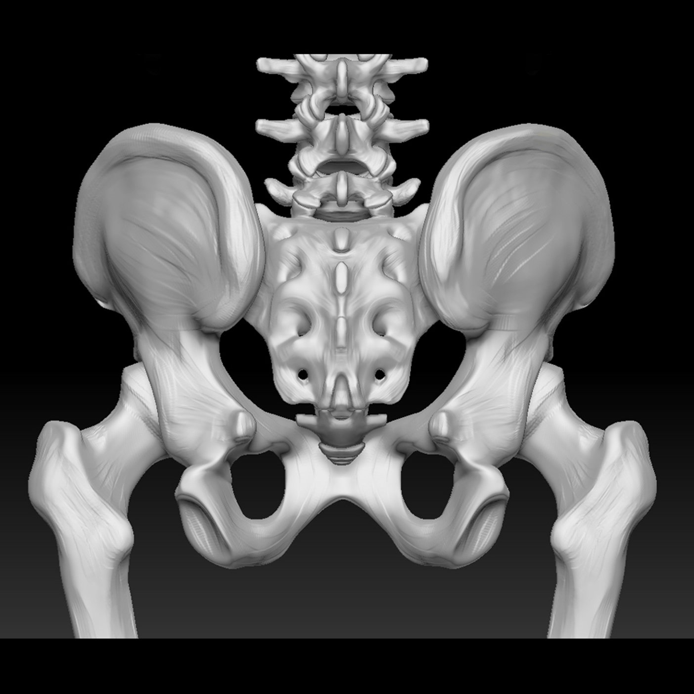 Rachel Wan - Human Anatomy Study
