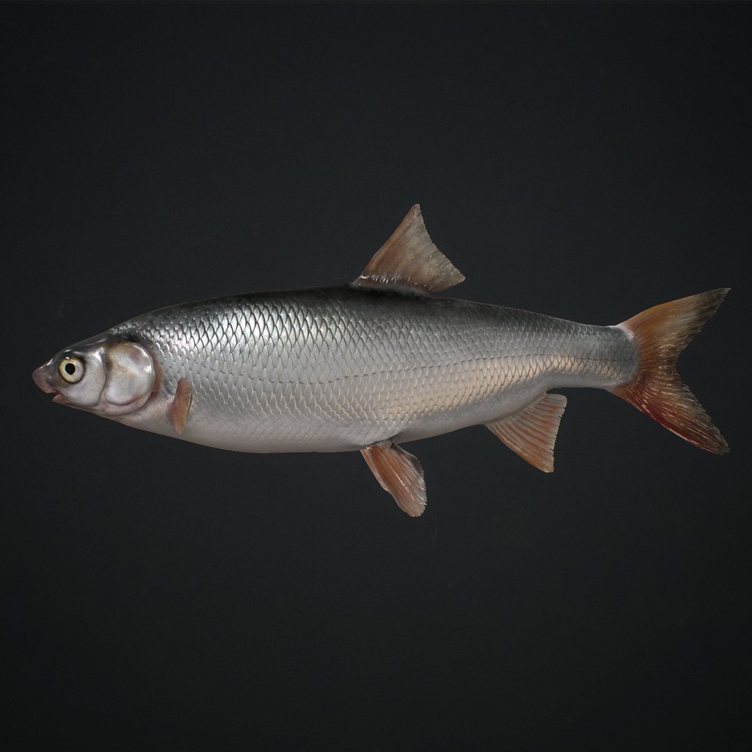 ArtStation - Fish: Common nase