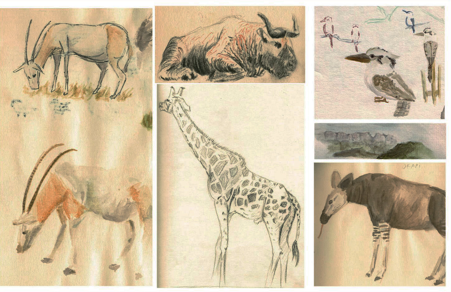 ArtStation - Animal Studies