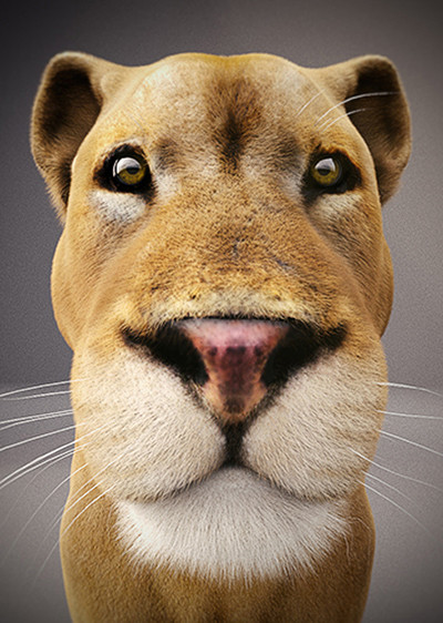 ArtStation - 3D animal models