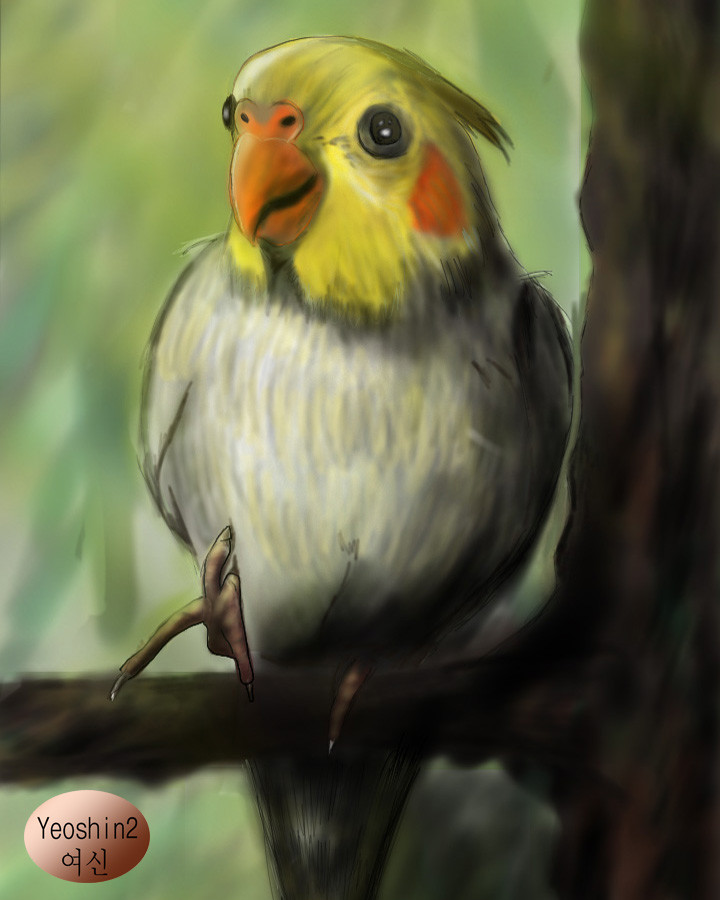 ArtStation - Parrot 💖앵무새 2016