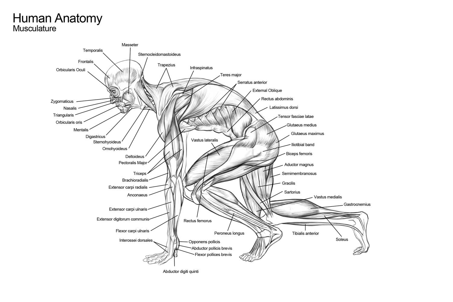 ArtStation - Creature Anatomy 01-Human Anatomy