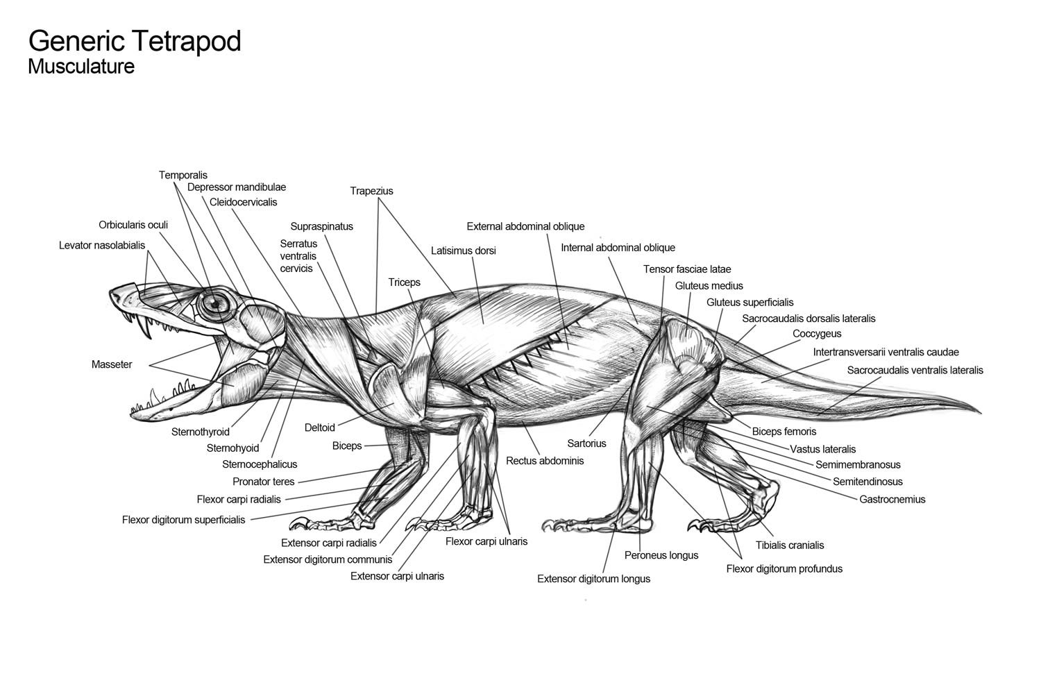 ArtStation - Creature Anatomy 01- Generic Tetrapod