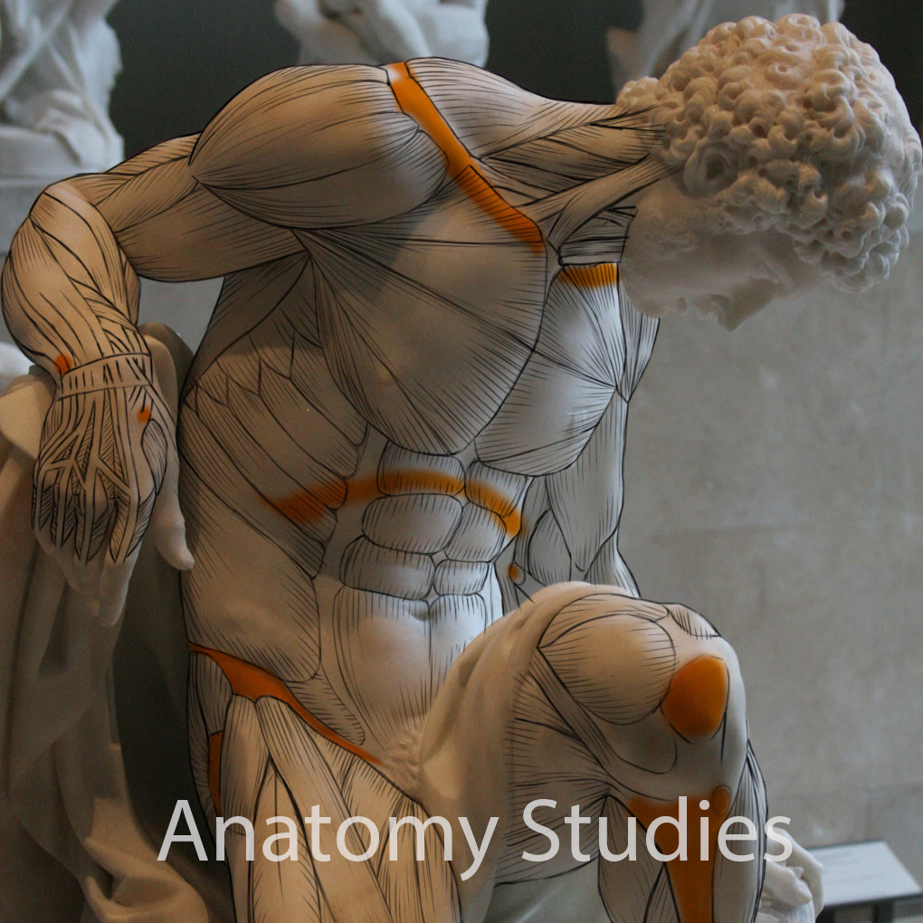 ArtStation - Anatomy Practice