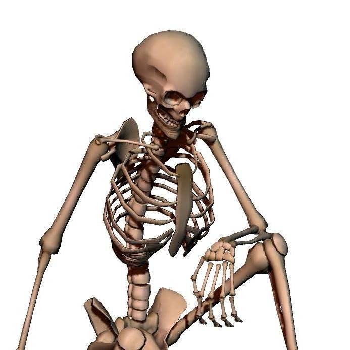 ArtStation - Skeleton 3D model & Rig