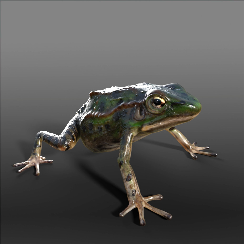 ArtStation - Texturing Animals