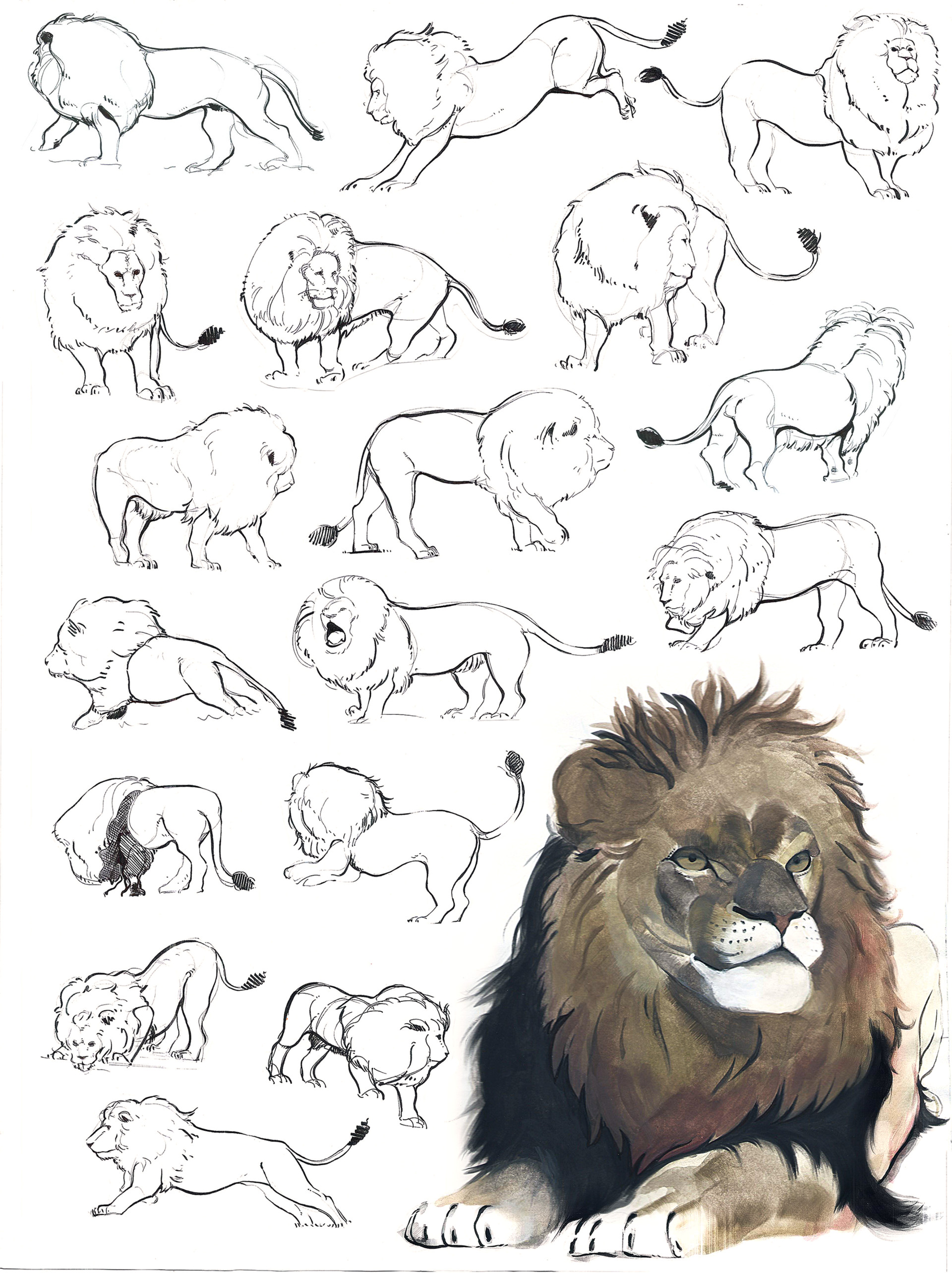 ArtStation - Lion Study