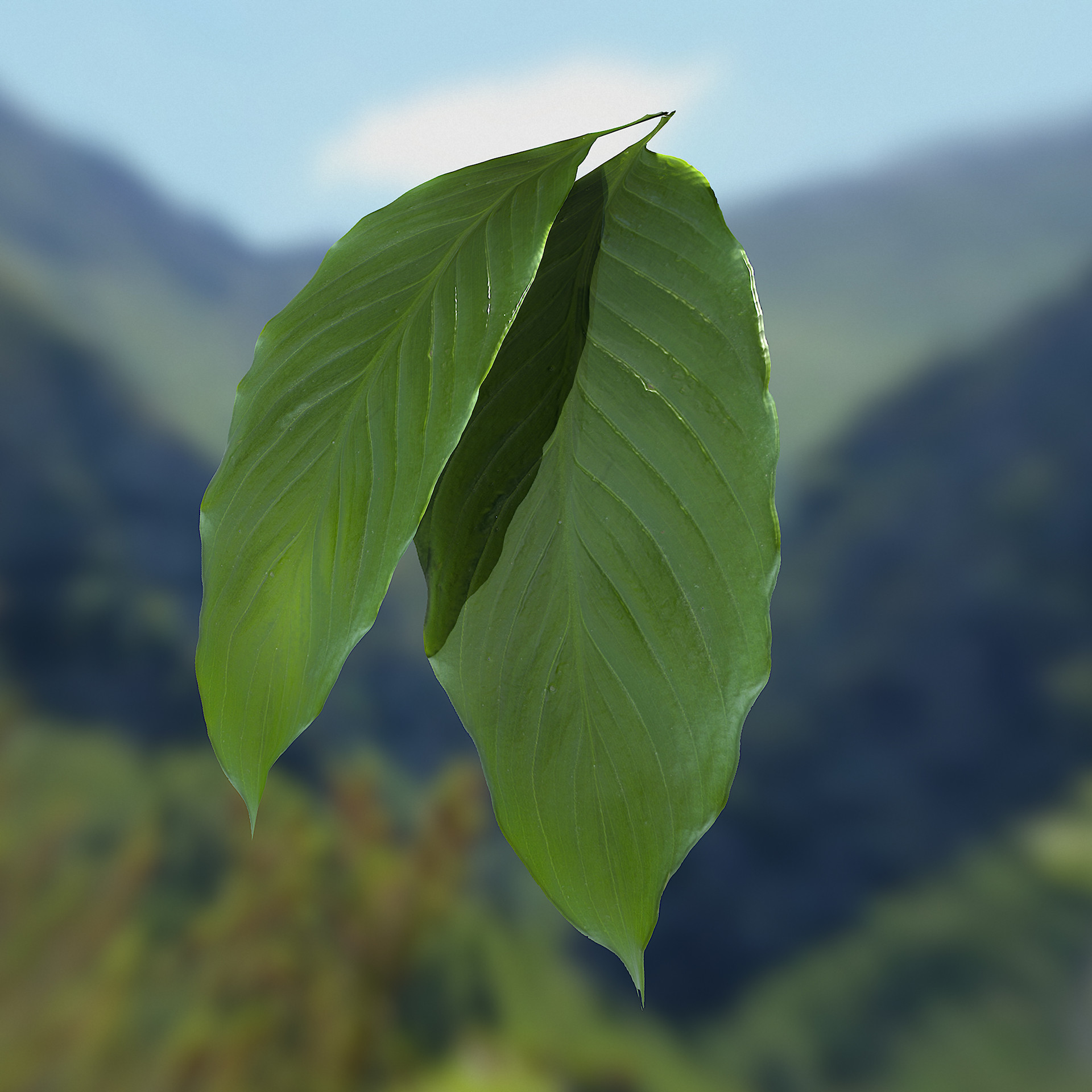 ArtStation - Leaf Scan