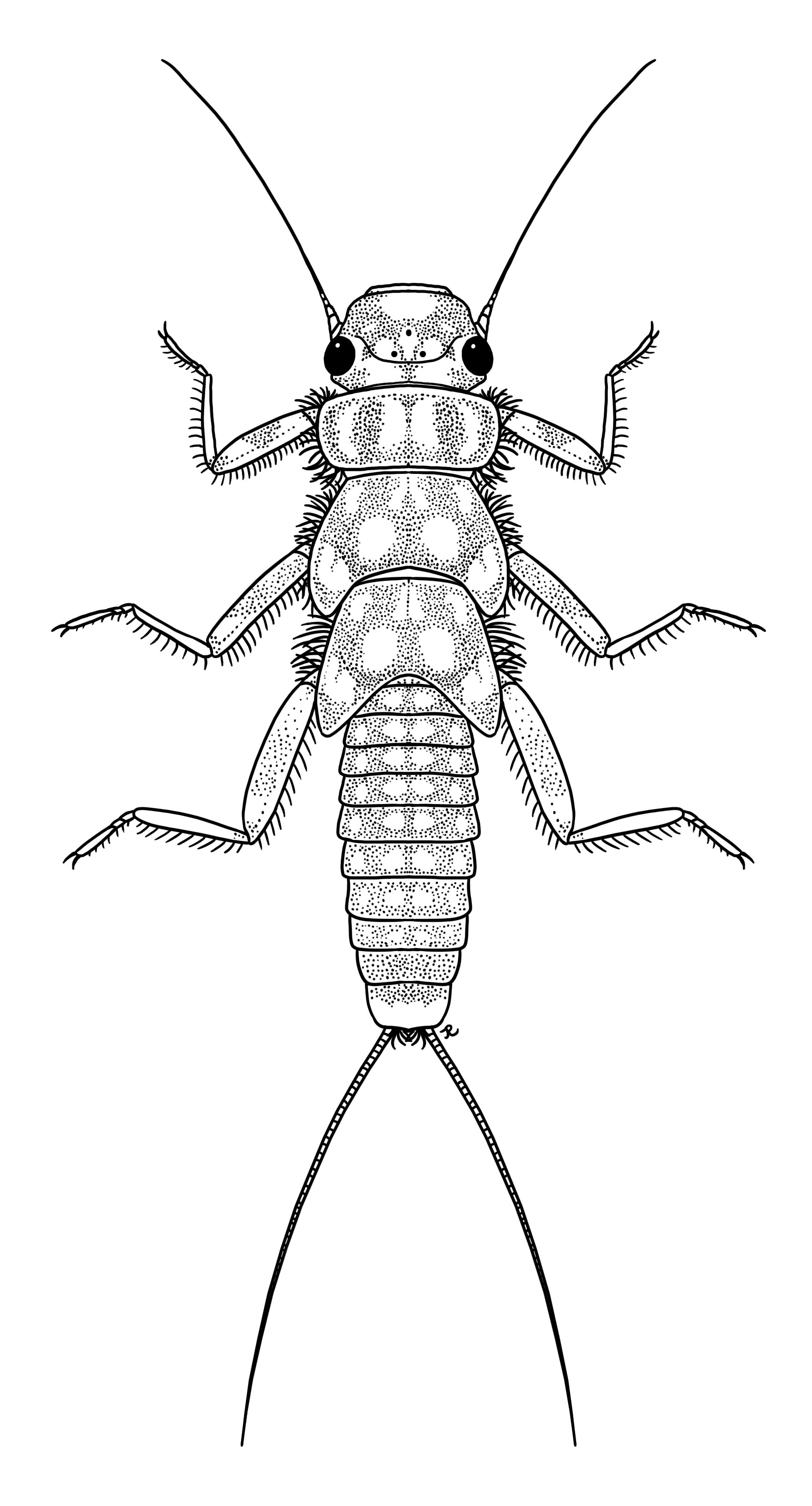 ArtStation - Plecoptera