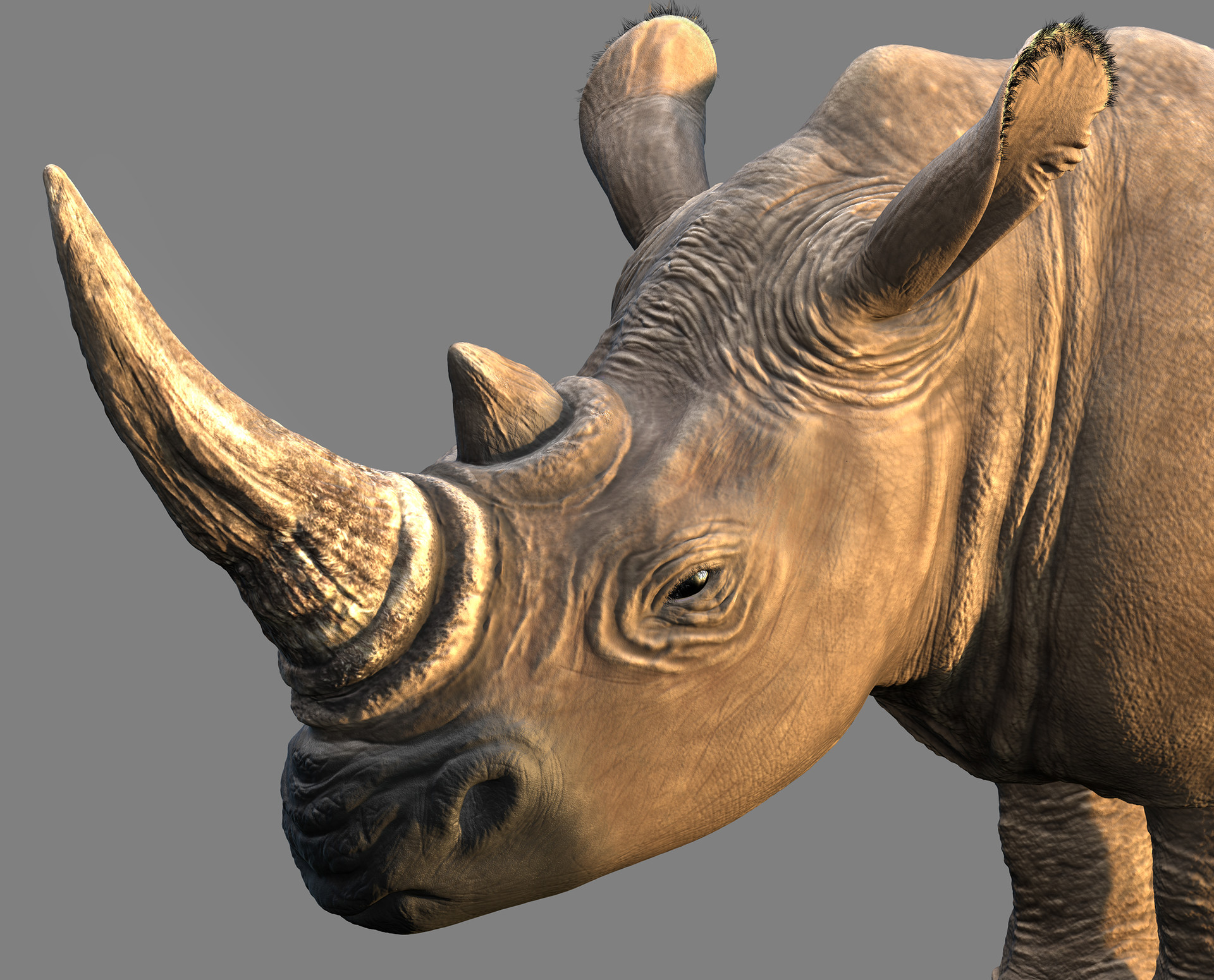 ArtStation - RHINOCEROS