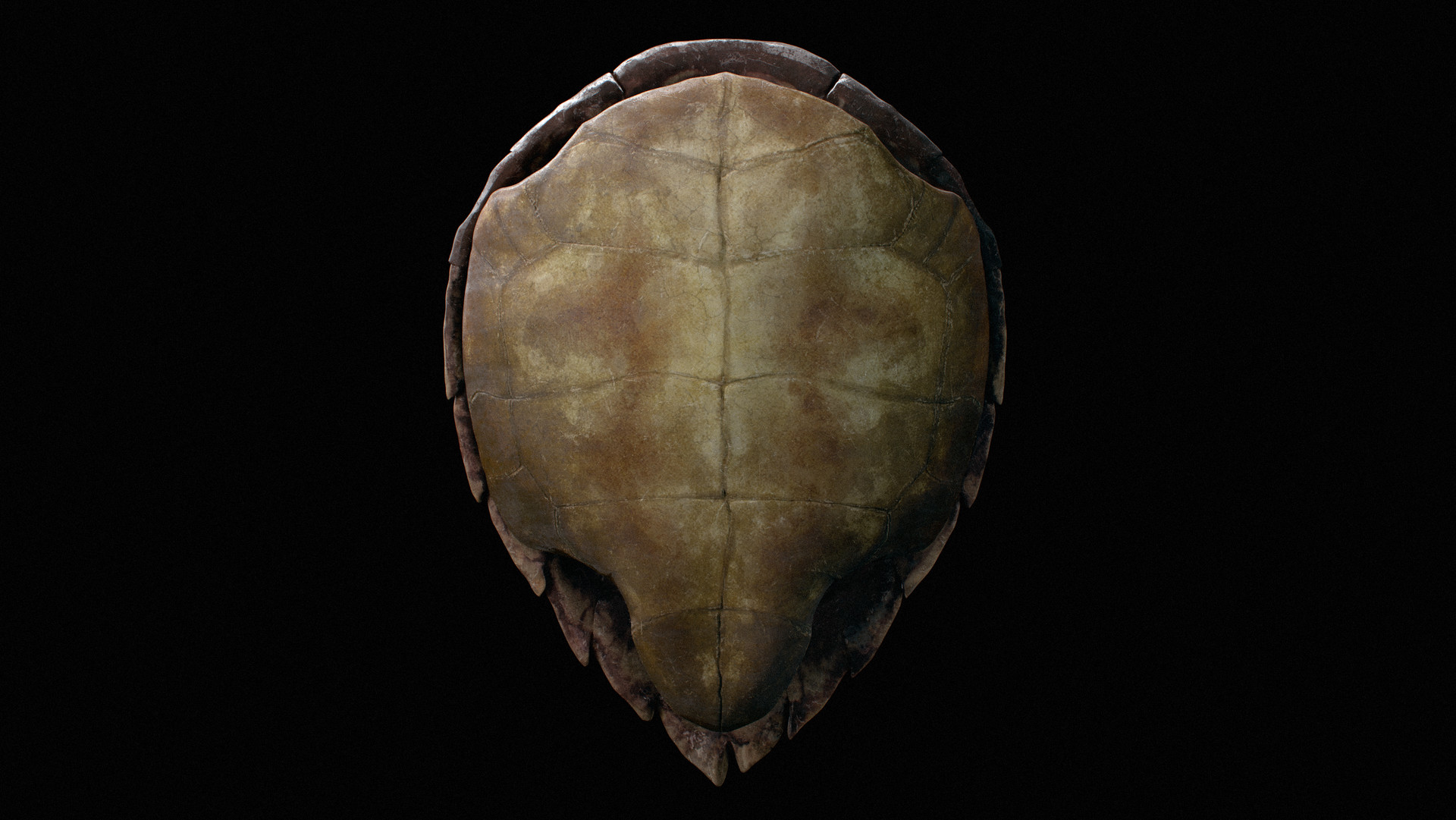 ArtStation - Sea Turtle Shell