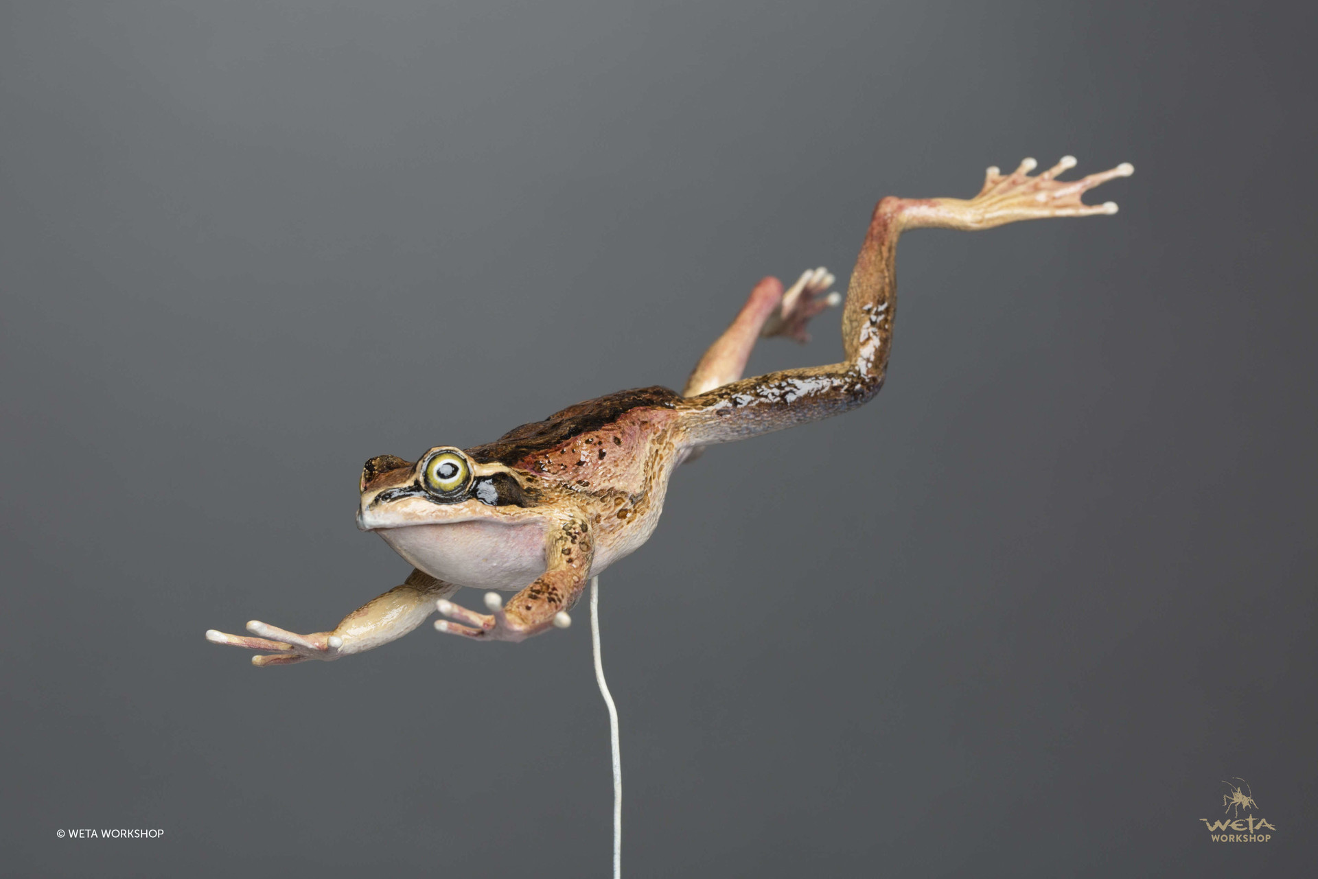 ArtStation - Te Papa Museum "Bug Lab" Exhibition (Zoetrope)