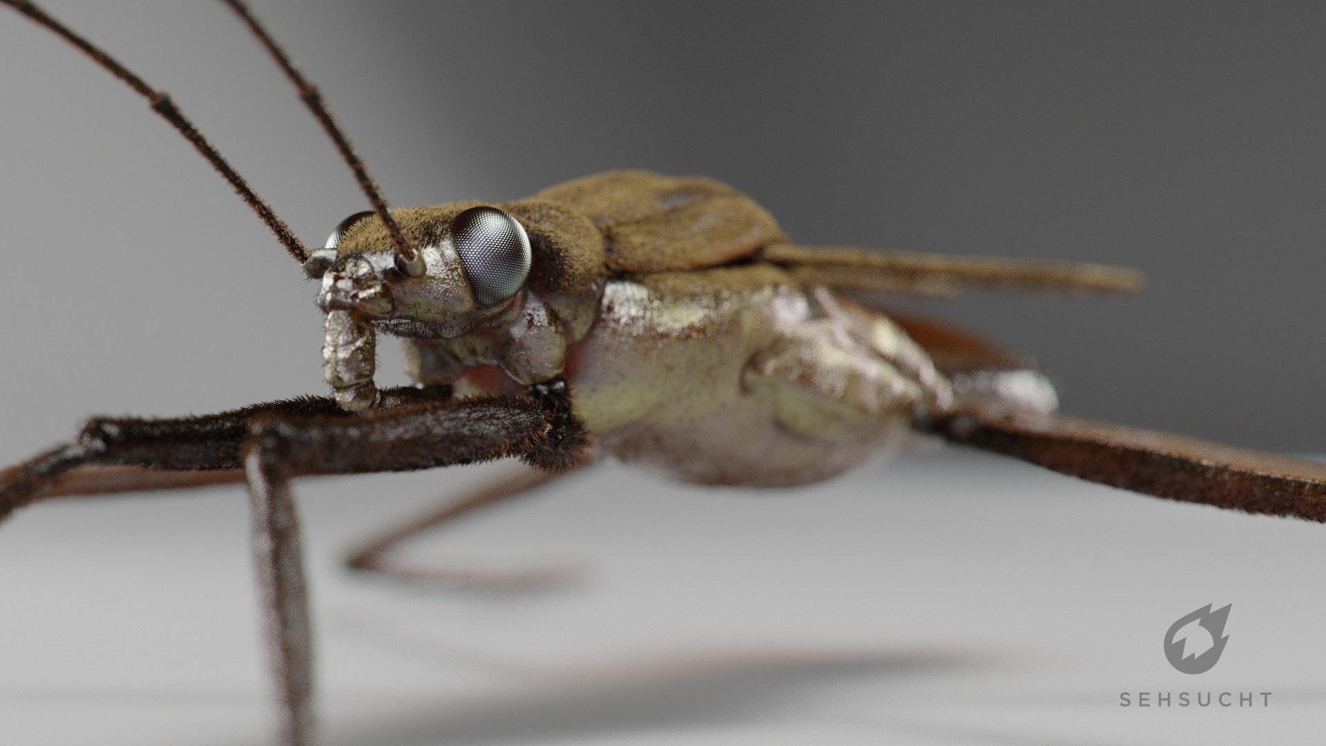 Water Strider On Water