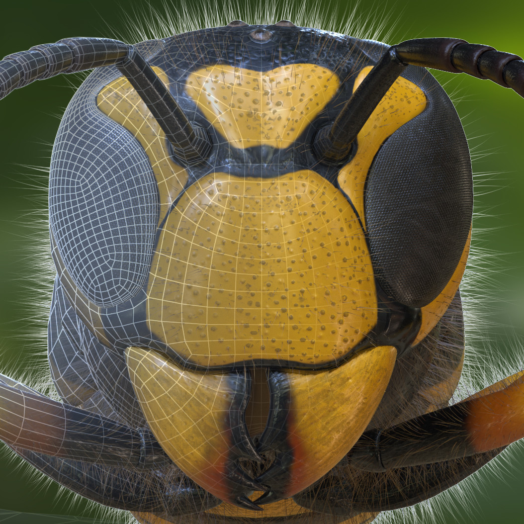 ArtStation - Vespula vulgaris