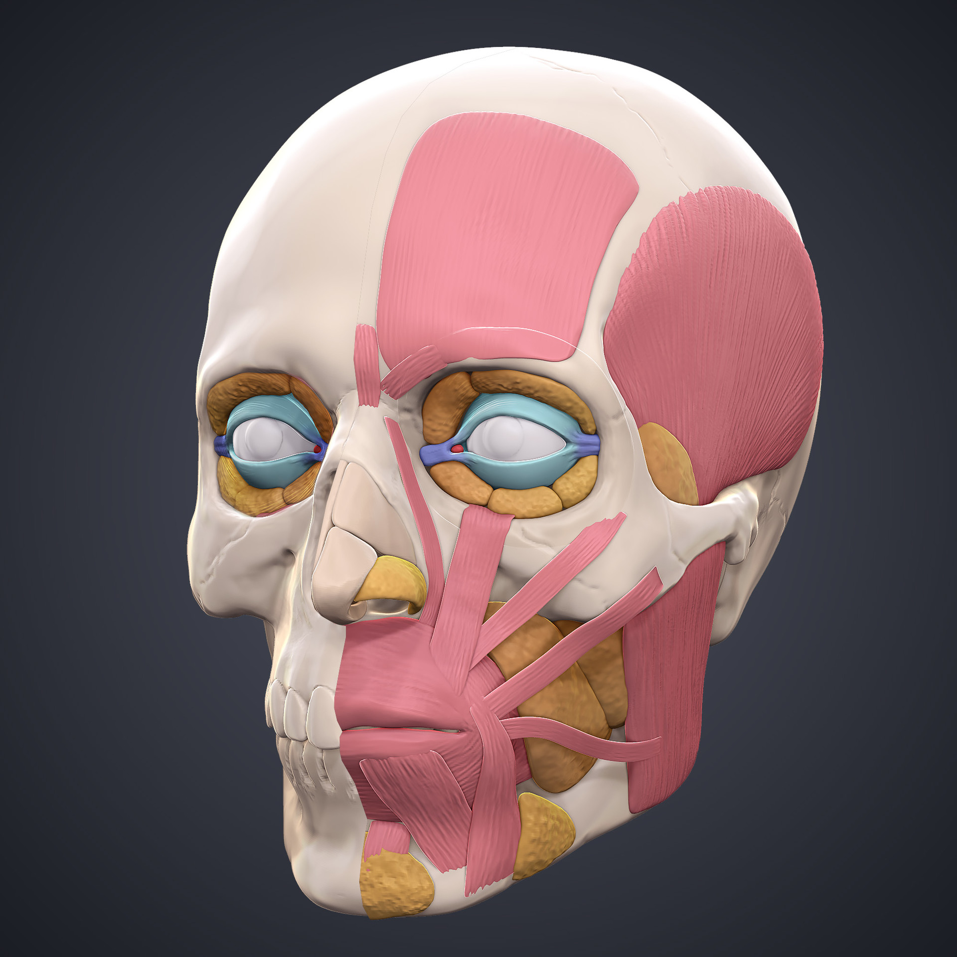 ArtStation - Facial Anatomy Sculpt