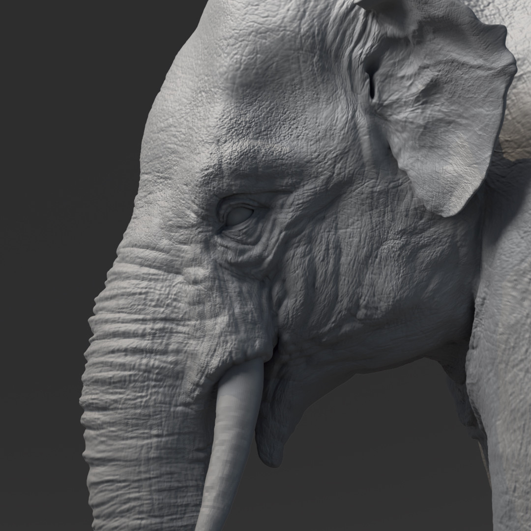 ArtStation - Elephant