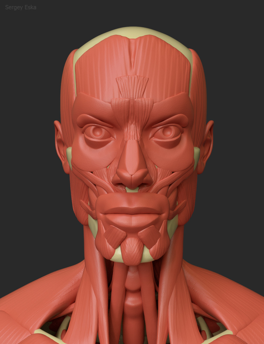 ArtStation - The ecorche of a man