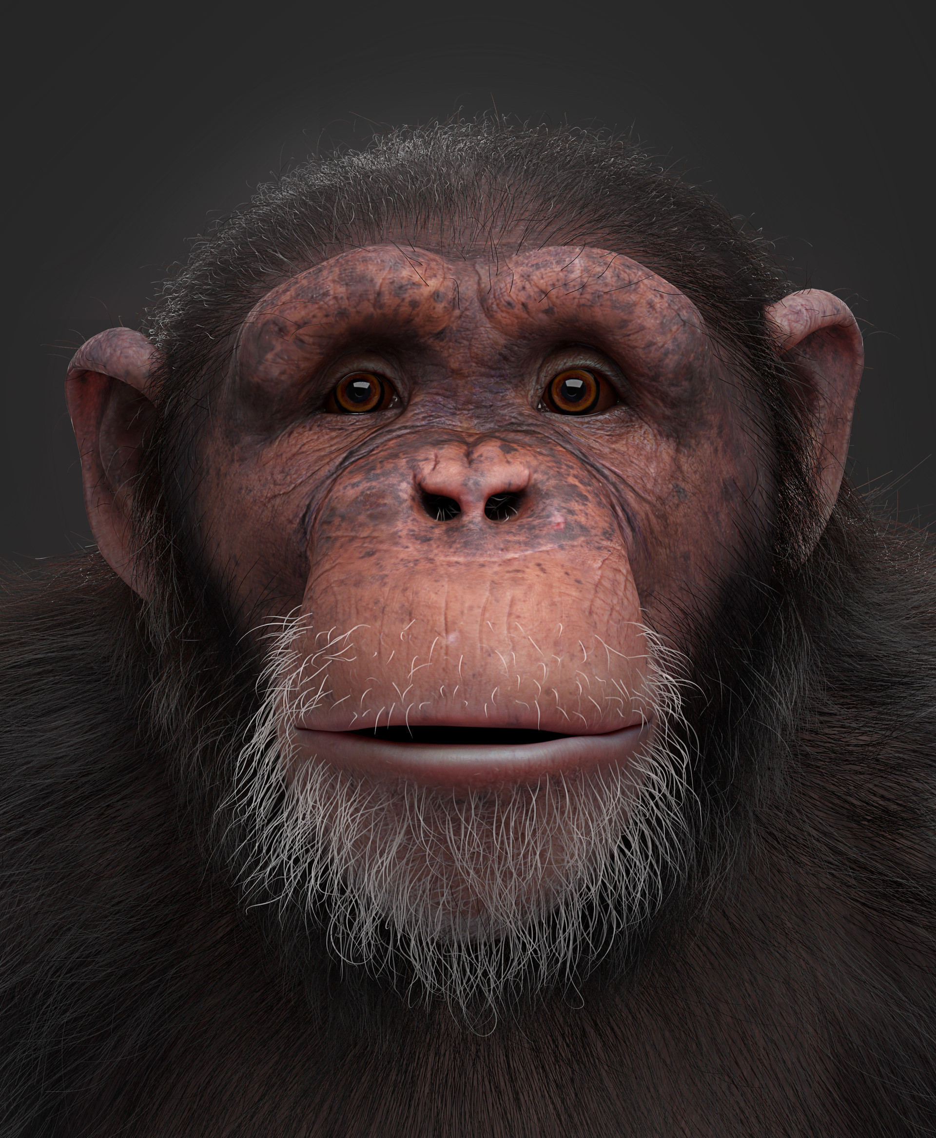 ArtStation - Monkey hair study