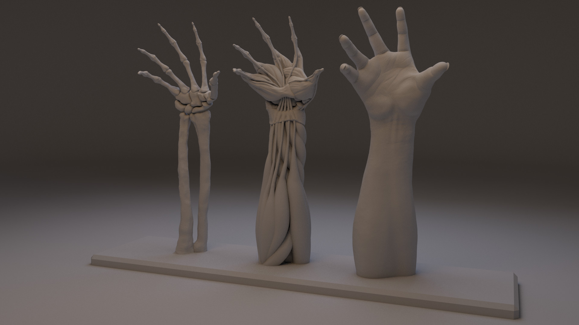 ArtStation - Human Anatomy Study | Forearm