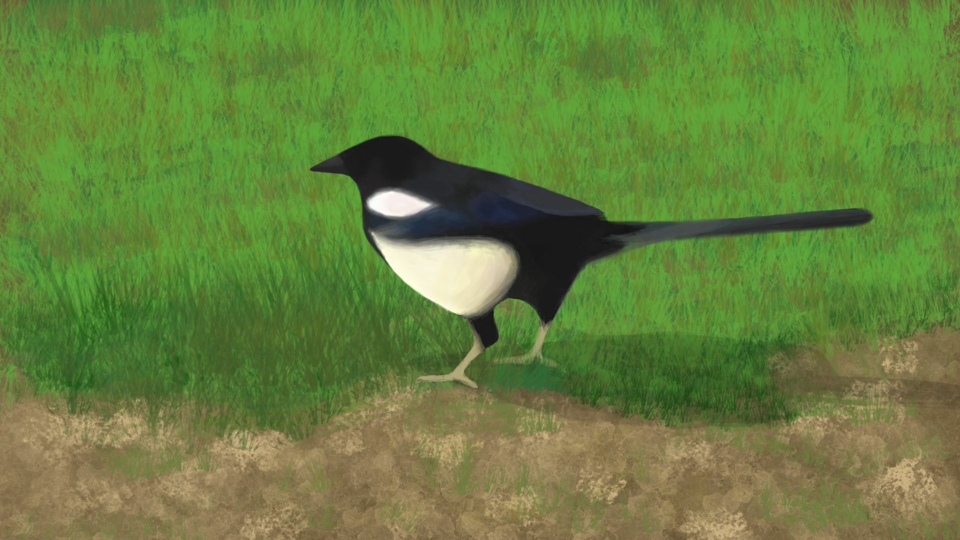 ArtStation - The magpies