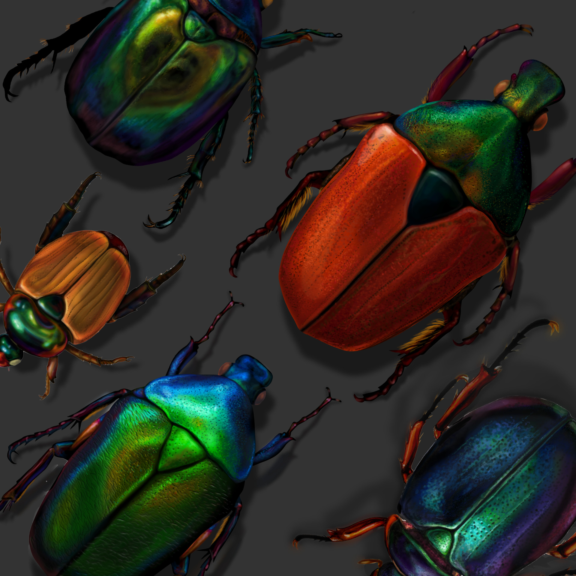 ArtStation - Beetle Drawings