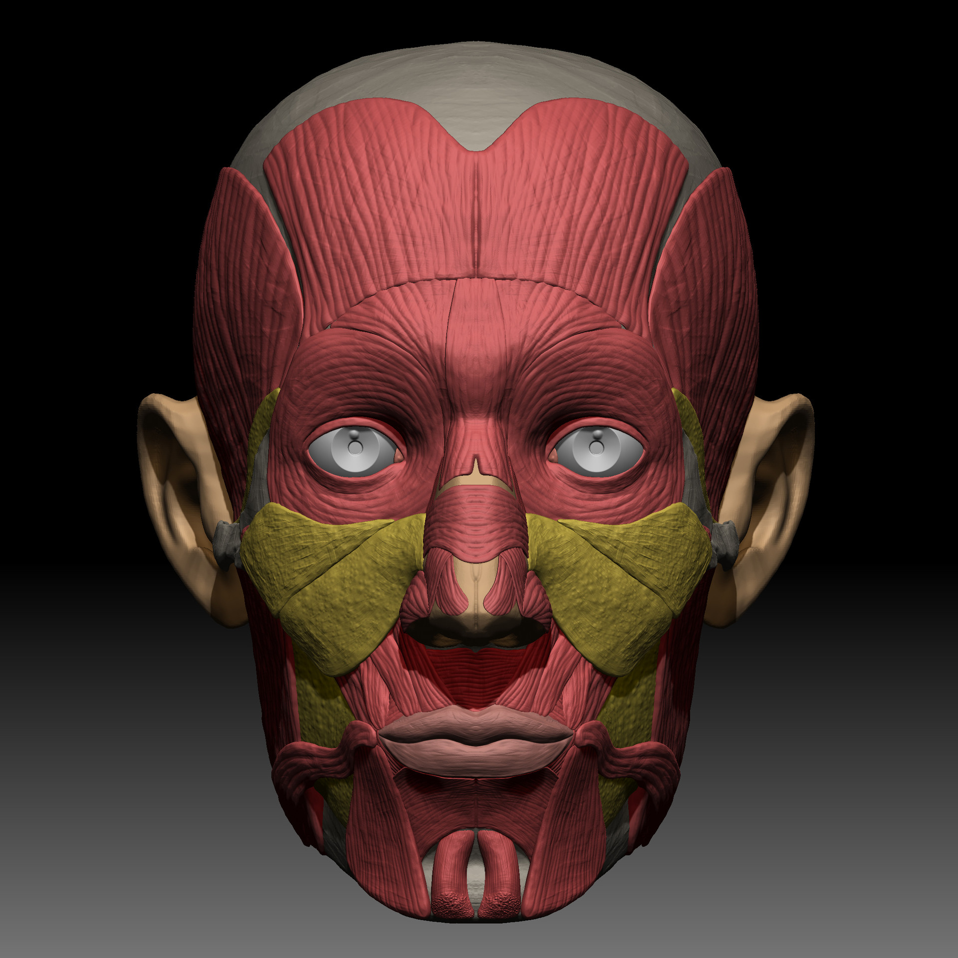 ArtStation - Facial muscles practice