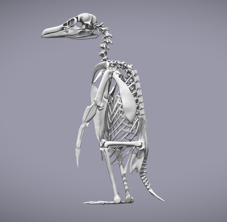 ArtStation - Magellanic Penguin Skeleton