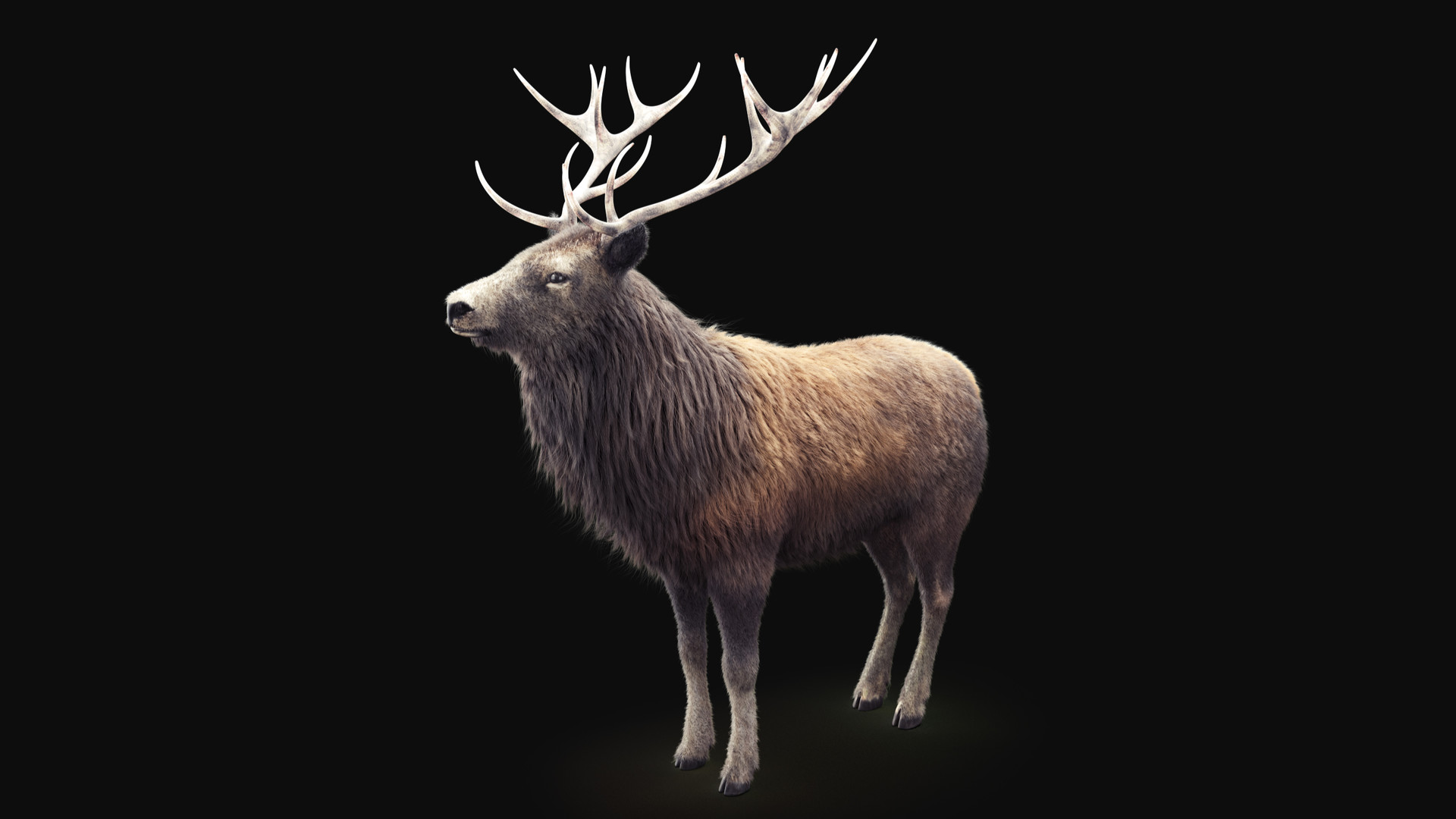 ArtStation - Stag Fur Similation and Render Test