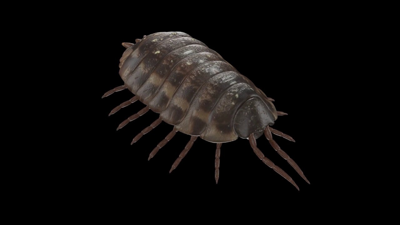 ArtStation - Wood lice 3d model
