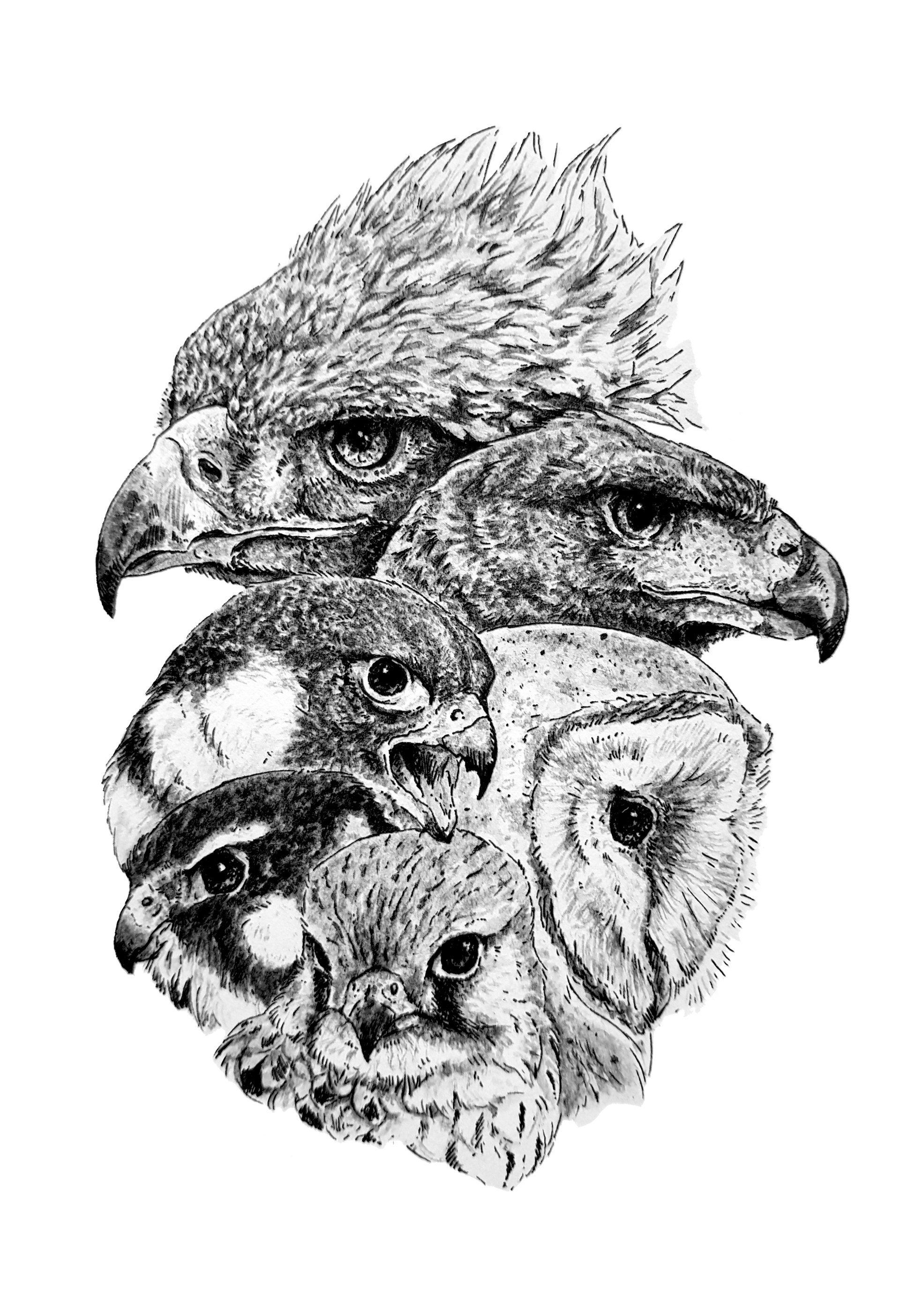 ArtStation - Bird of prey ink illustration