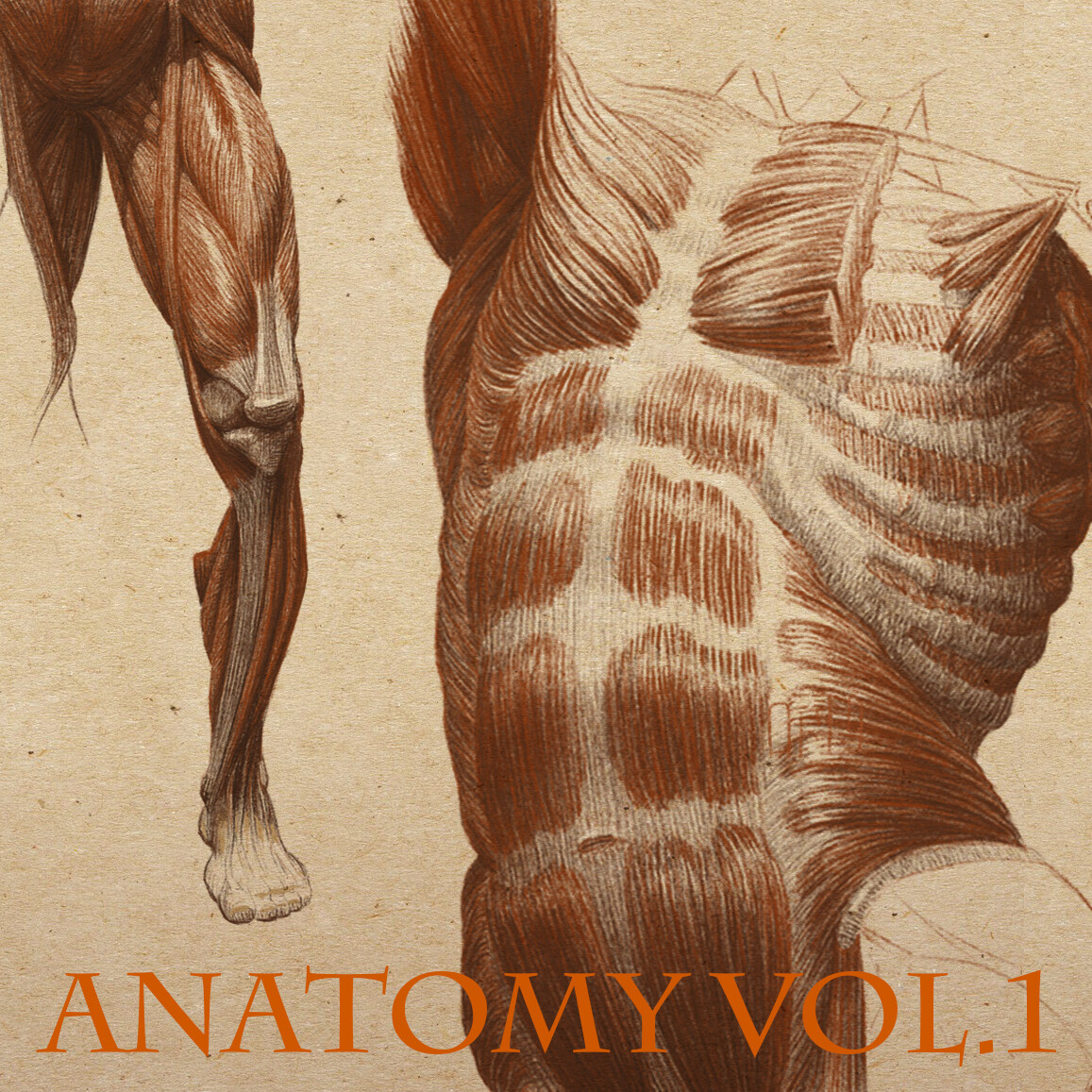 ArtStation - Anatomy volume 01