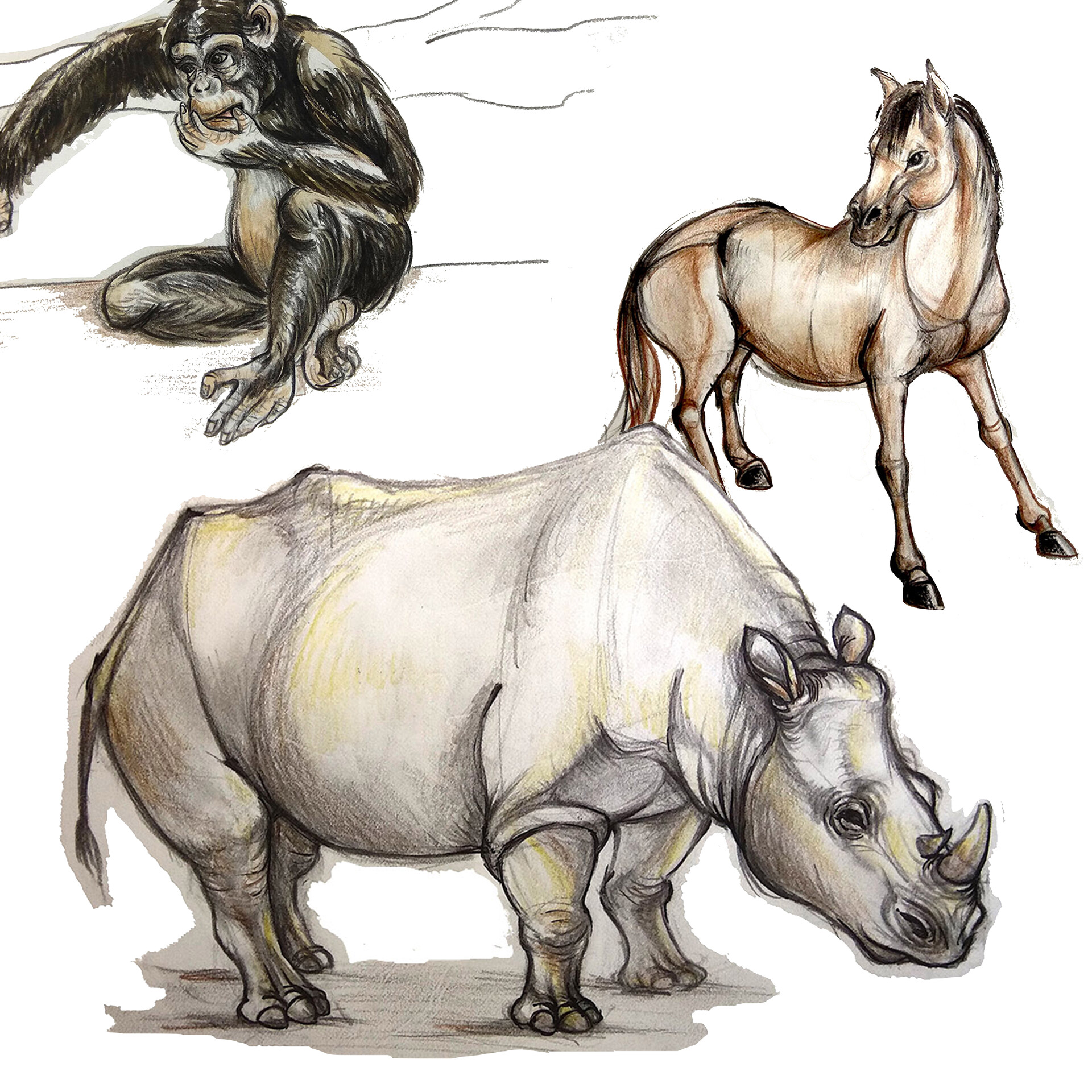 ArtStation - Animal Anatomy Studies Showreel 2017