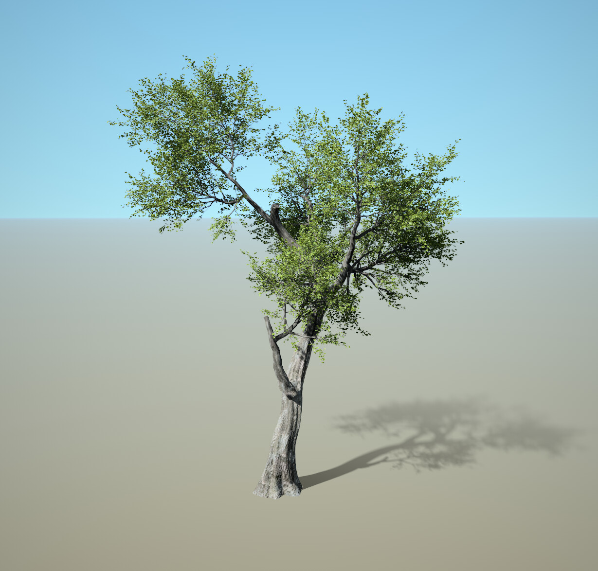 ArtStation - SpeedTree Study