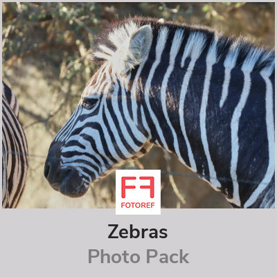 FOTOREF.COM Photo Packs - 162 photos of Zebras