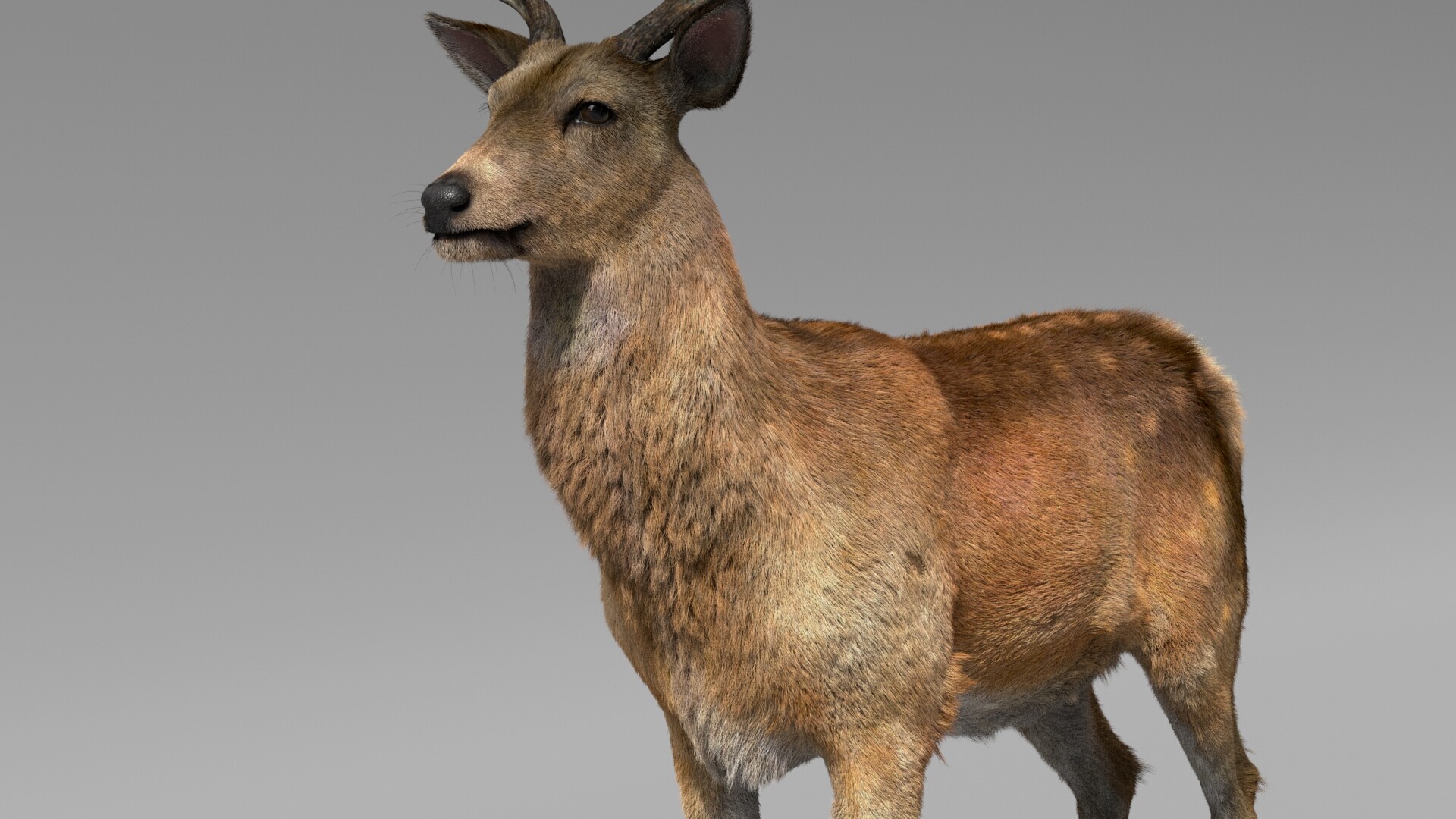 ArtStation - DEAR DEER