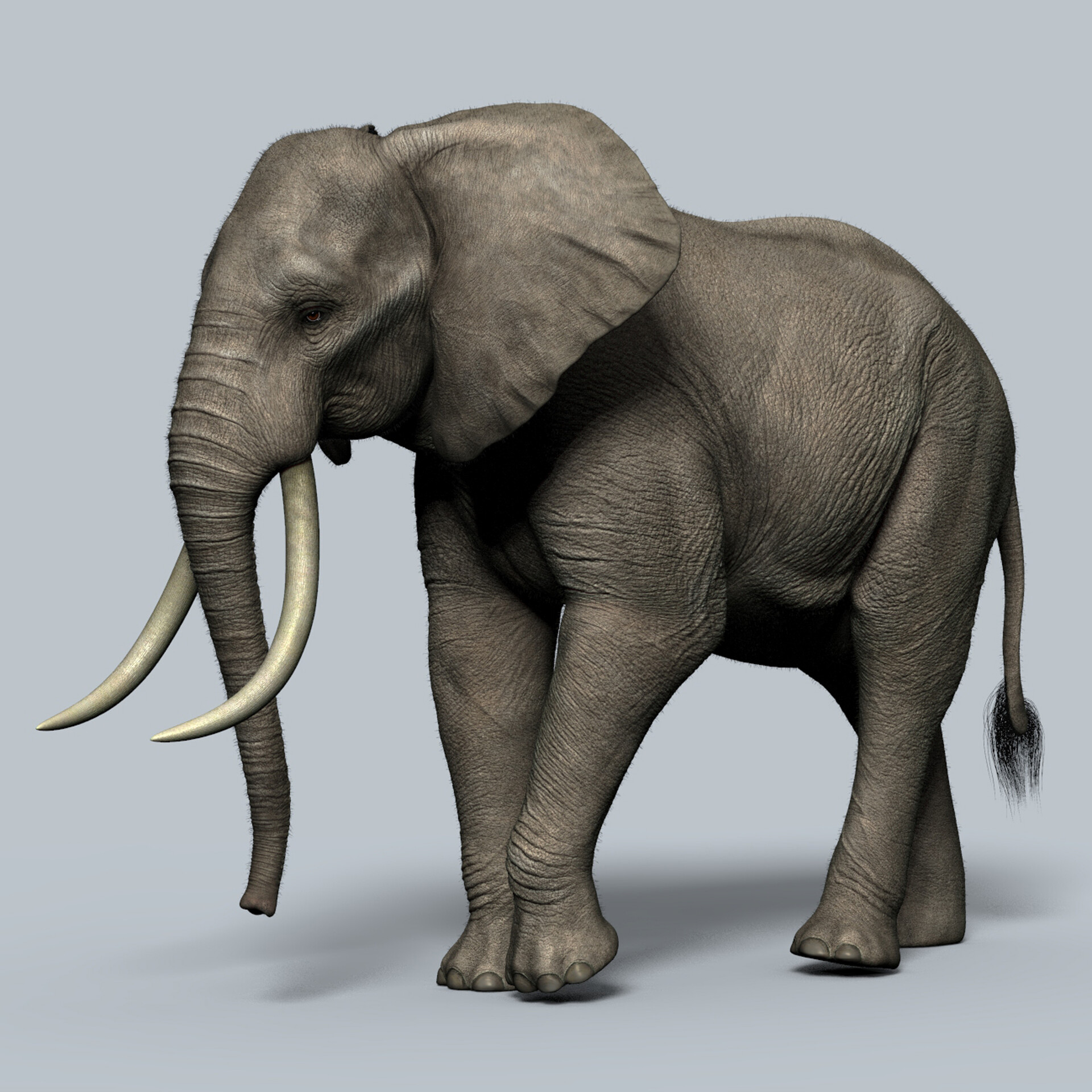 ArtStation - Adult African Elephant