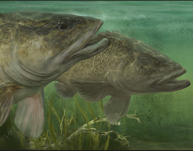 ArtStation - Murray Cod & Snapper