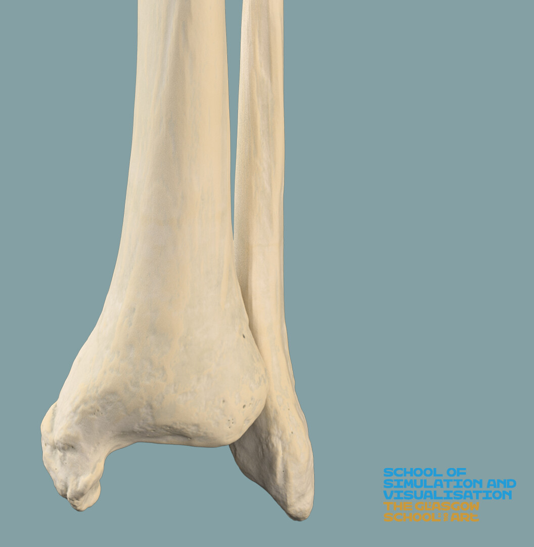 ArtStation - Bones of the Lower Limb (Definitive Human Project)