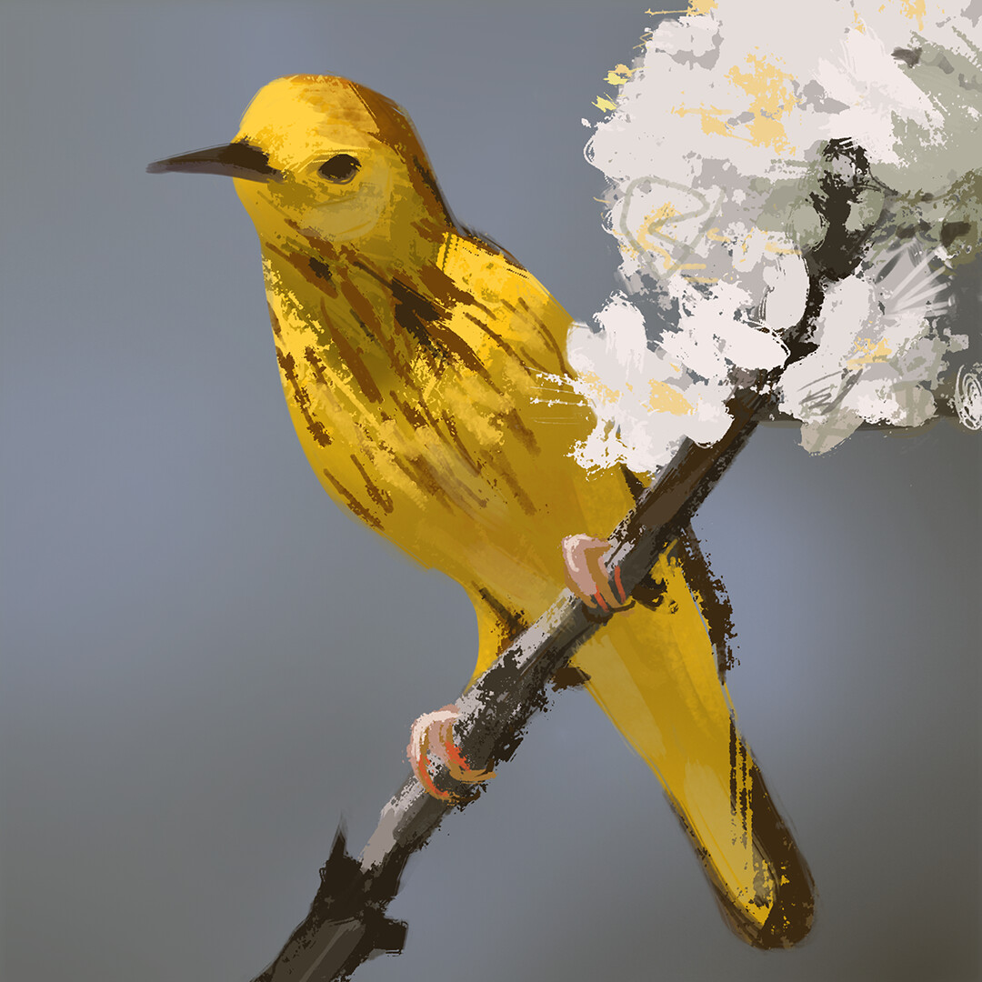 ArtStation - Bird Photostudies
