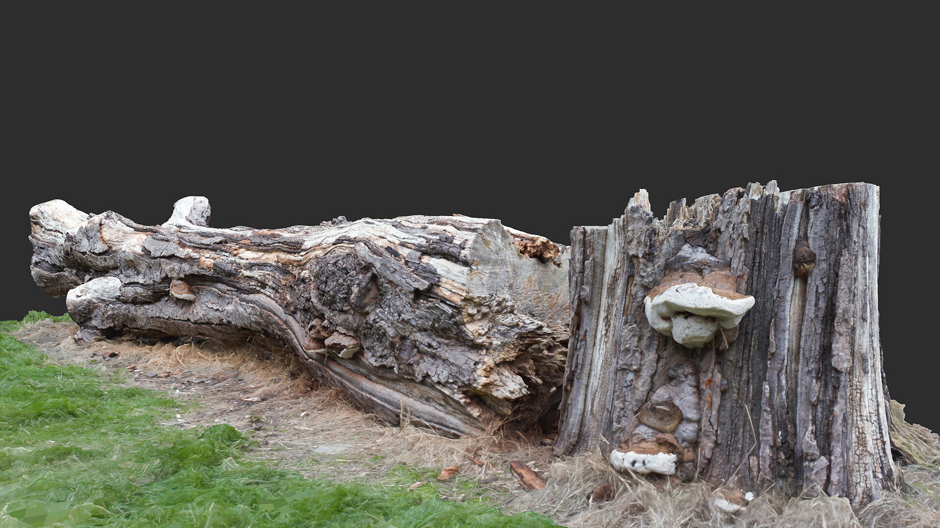 ArtStation - Photogrammetry Tree Study