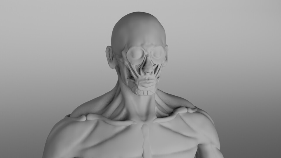 ArtStation - Muscle Study - Toney