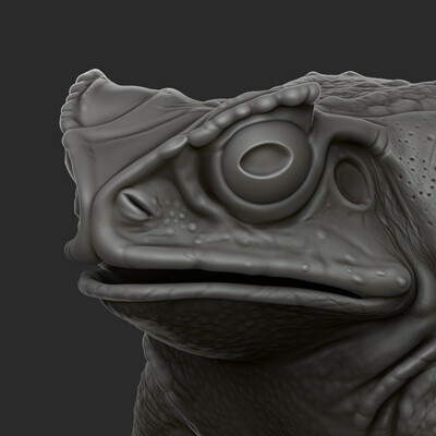 Noa Sears - Neverwinter: Toad Mount