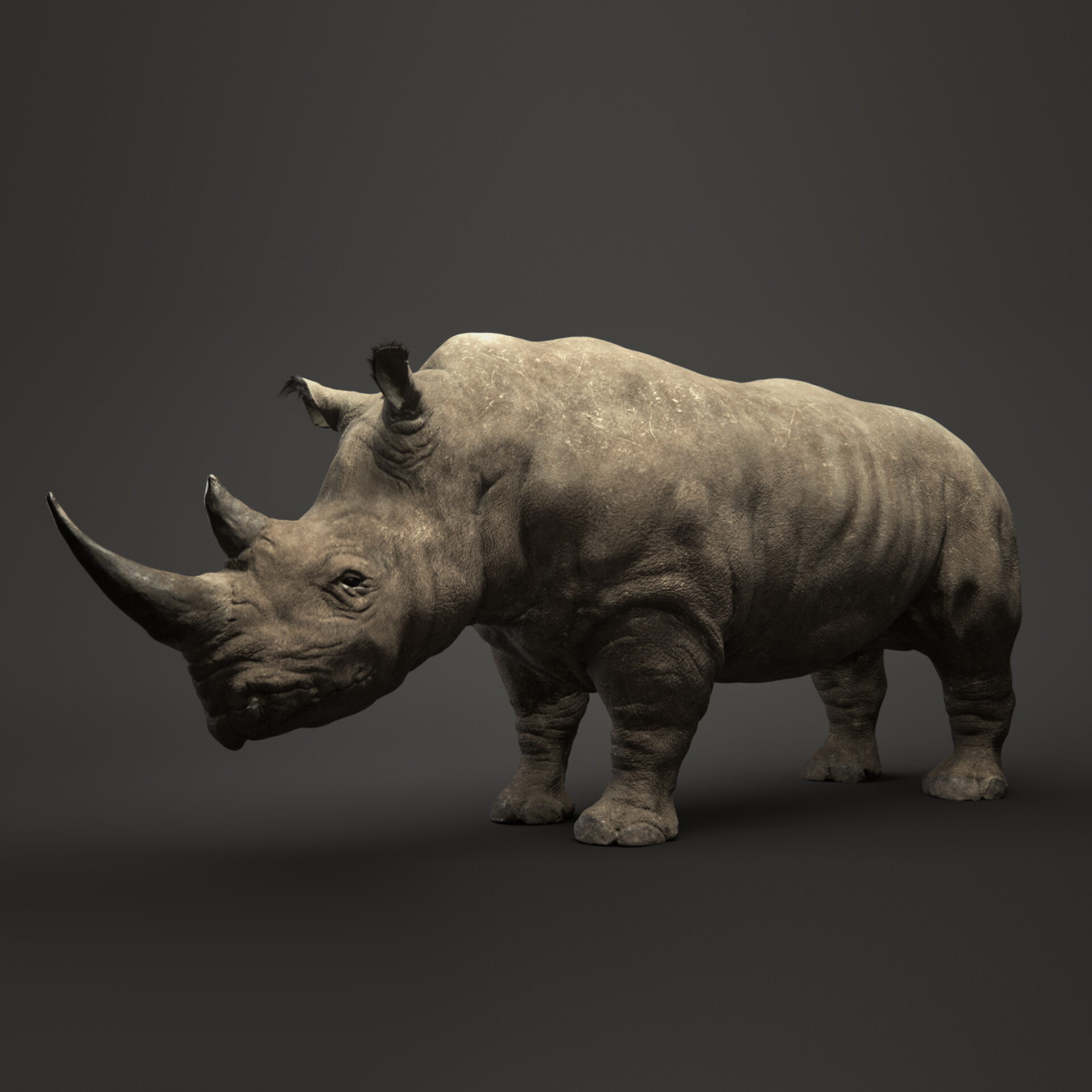 ArtStation - Rhino Textures
