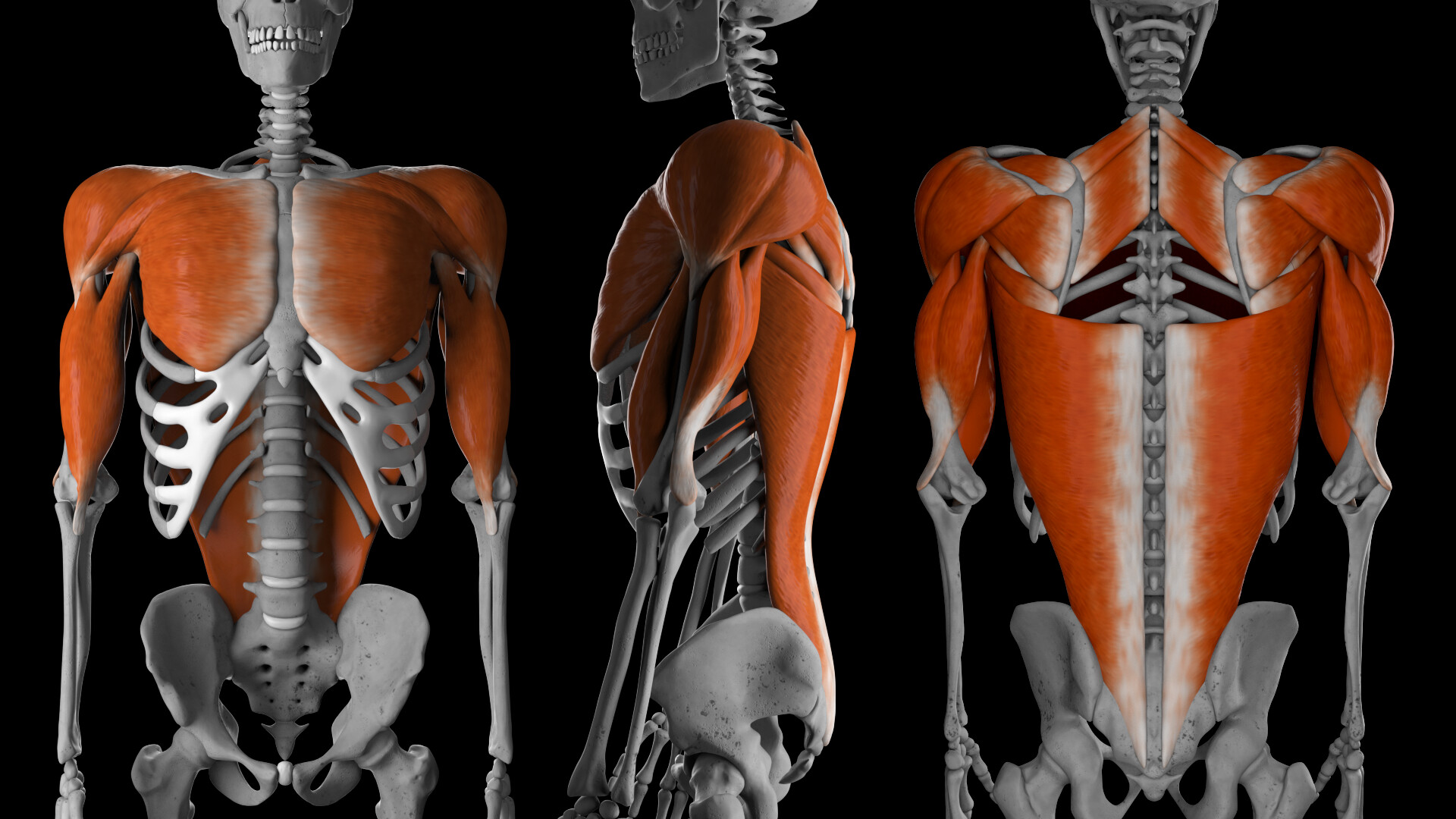 ArtStation - - Human Anatomy - Student Diploma Project