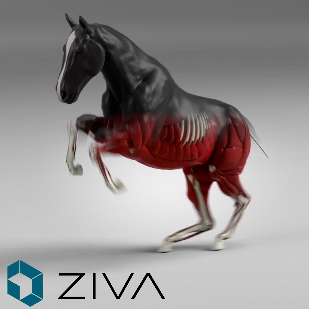 ArtStation - Gala the Horse | Ziva VFX