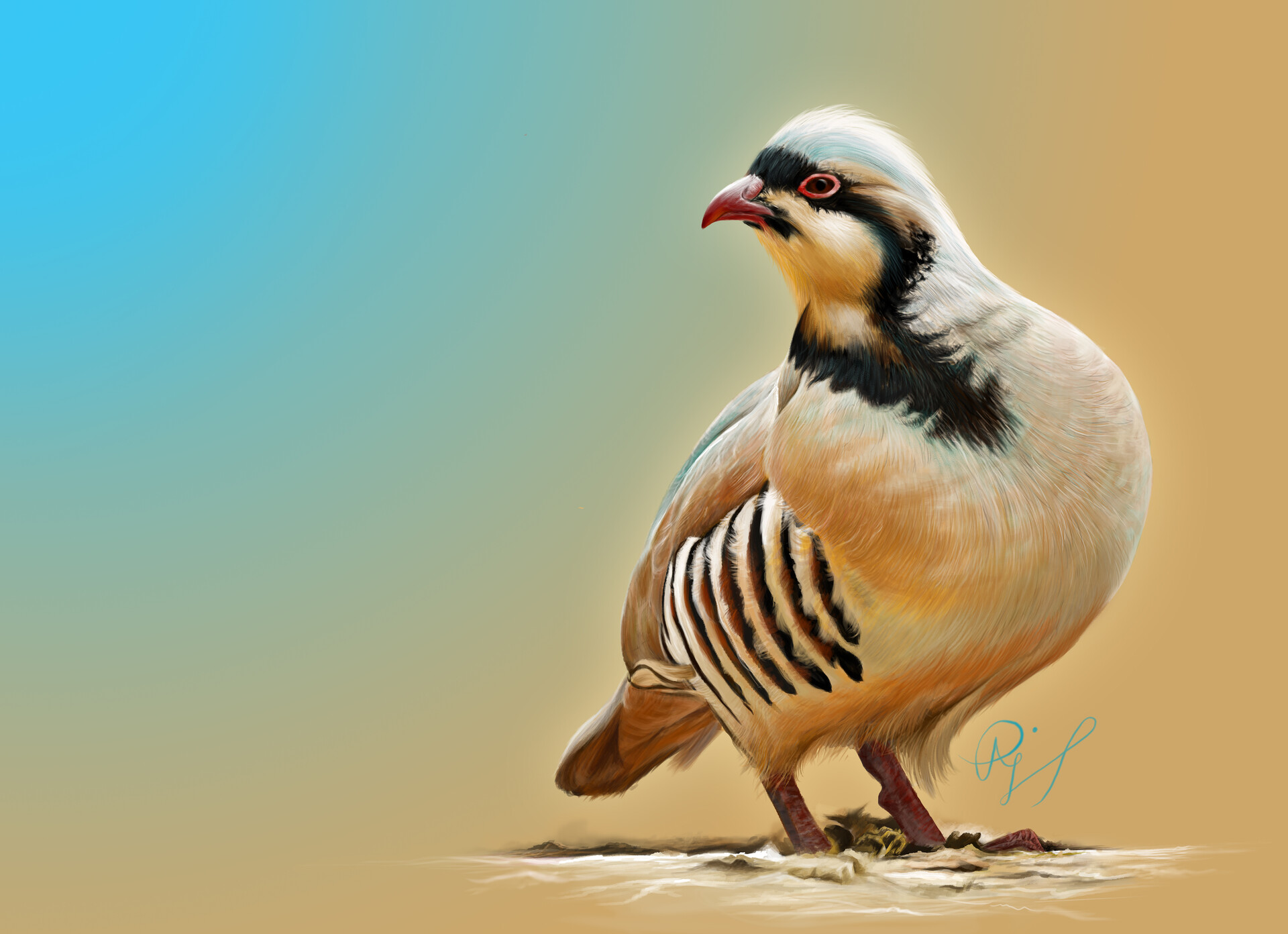 ArtStation - bird(Quebec)